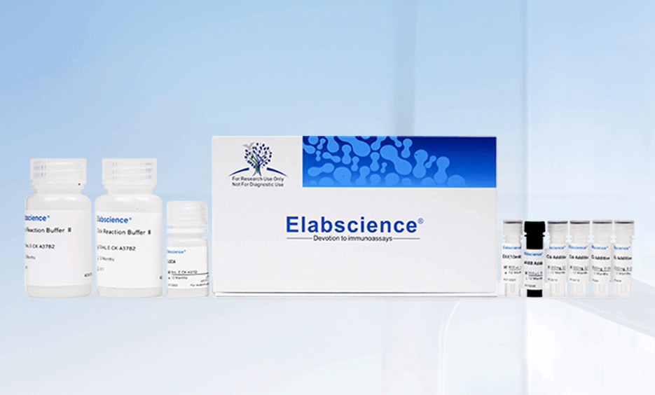 E-Click EdU细胞增殖检测试剂盒-Elabscience伊莱瑞特