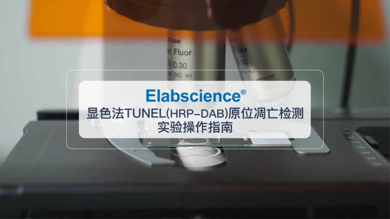 TUNEL原位细胞凋亡检测试剂盒（HRP-DAB显色法）_Elabscience伊莱瑞特【官网】