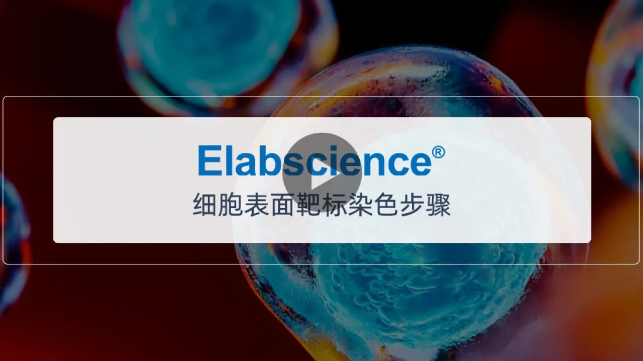 PerCP/Cyanine5.5 Anti-Mouse CD45 Antibody[30-F11]（E-AB-F1136J）-Elabscience伊莱瑞特